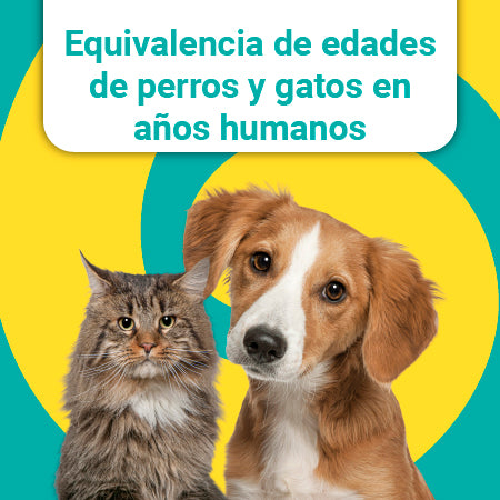 Equivalencia de edades de perros y gatos en años humanos – Anipet Colombia